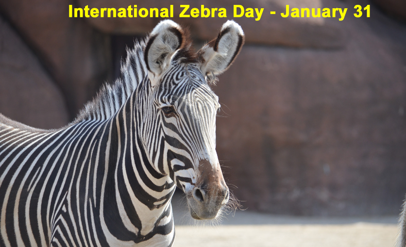 International Zebra Day - Info World